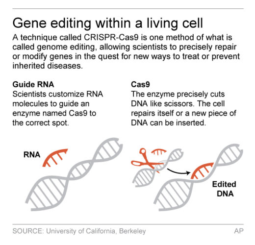 Gene Editing Considered For Disease, Not Designer Babies | News, Sports ...